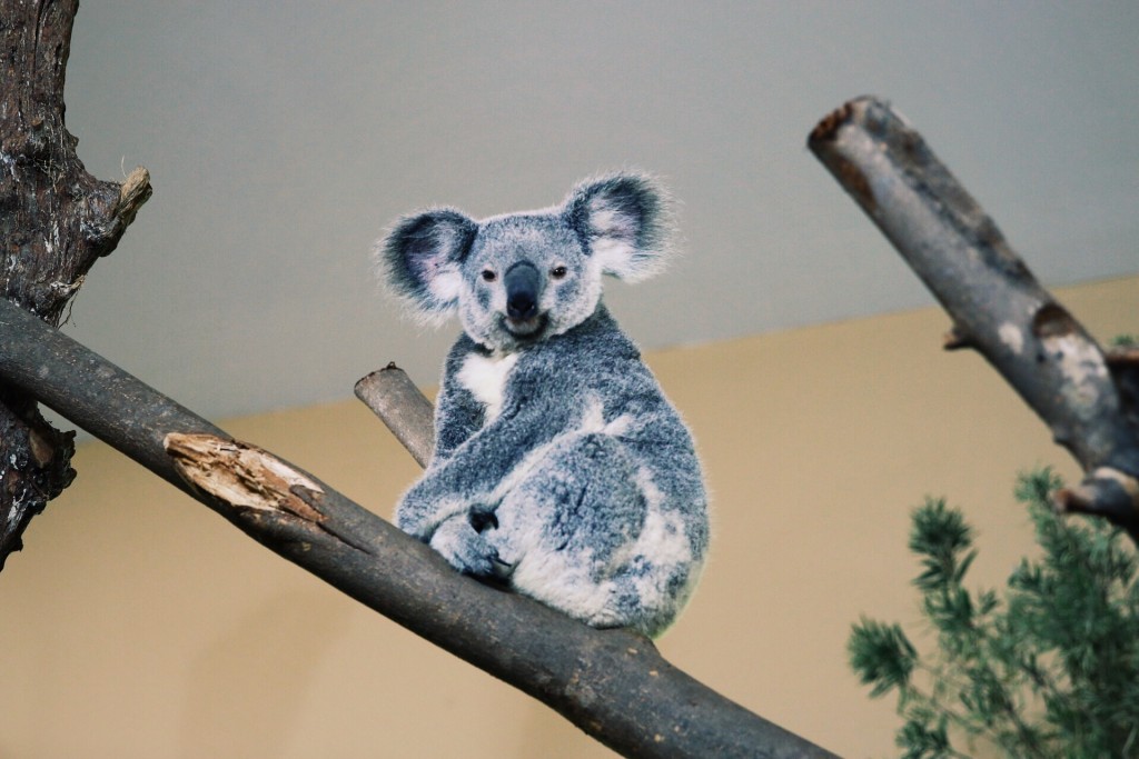 8 Koala-ty Facts About The Zoo's Latest Marsupial Exhibits From Down Under
