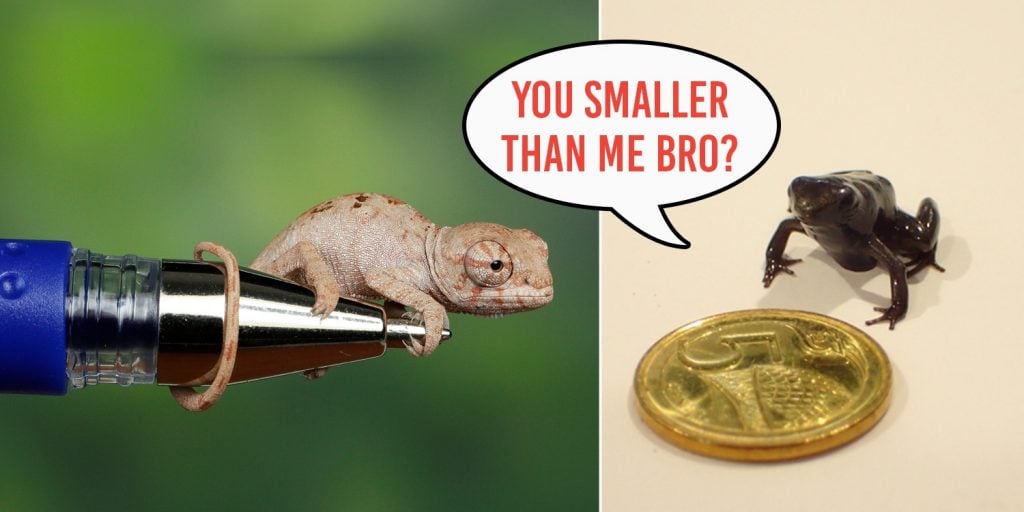 POSB Squirrel Just Started A Campaign To Unite All Mascots in S'pore ...