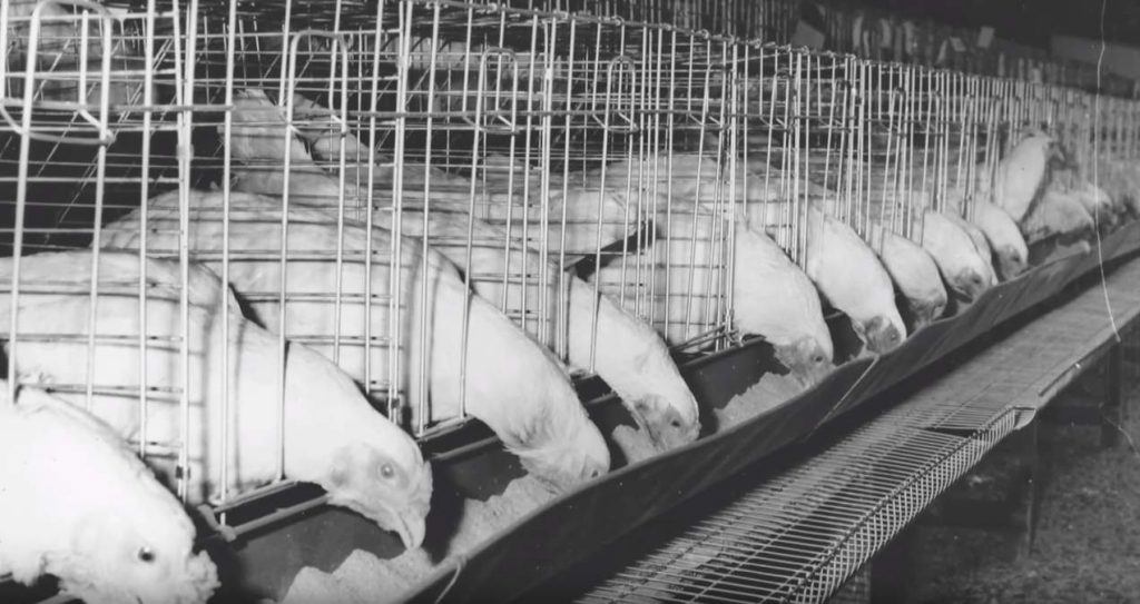 10 Ways Poultry Pioneer Ho Seng Choon Began A Farming Revolution In ...