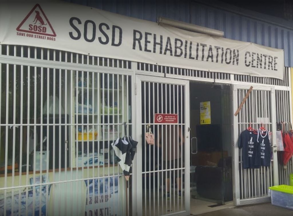 Local Dog Shelter Asks For Public Donations After Fatal Gut Virus Outbreak