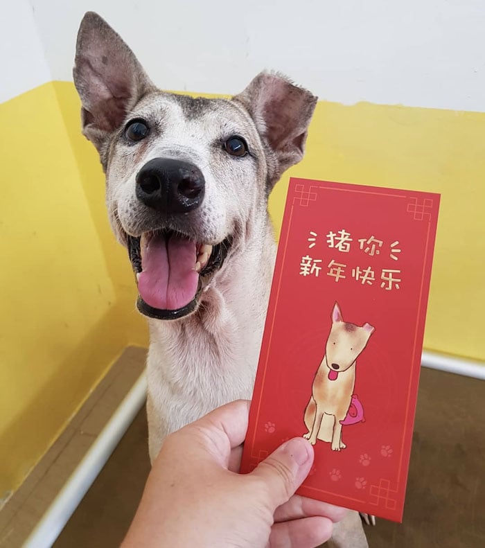 Help This Dog Charity Sell 500 Adorable $8 Red Packets Before CNY