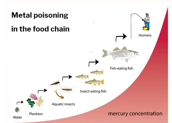 Metal Poisoning In Shellfish Near Kuala Lumpur, Seafood Lovers Be Wary