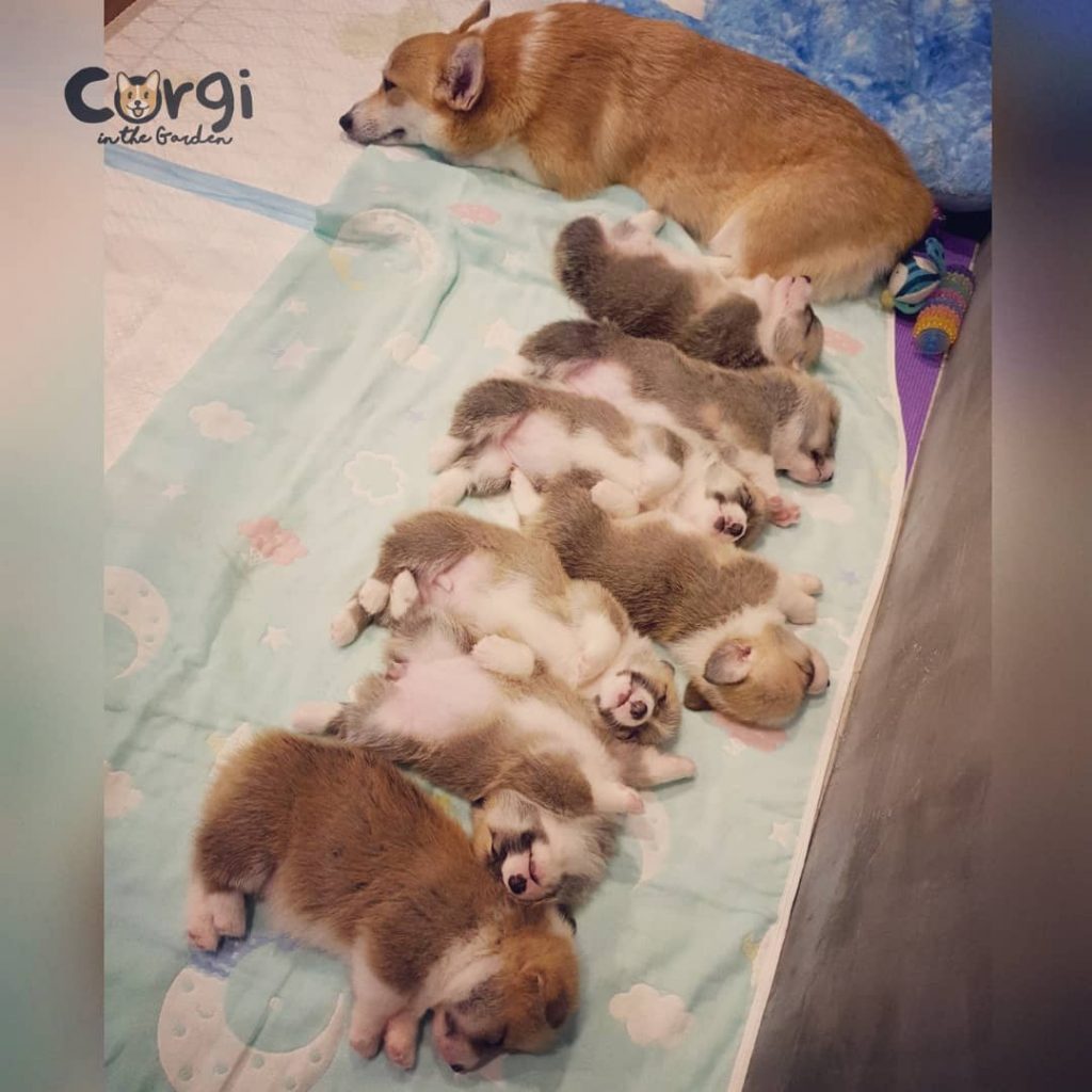 Woman's Corgi Birthed 7 Surprise Puppies; She Opened A Corgi Cafe In ...