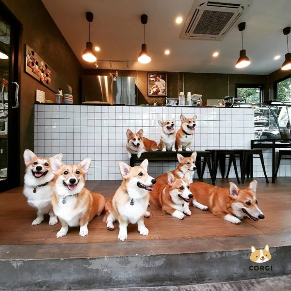 Woman's Corgi Birthed 7 Surprise Puppies; She Opened A Corgi Cafe In ...