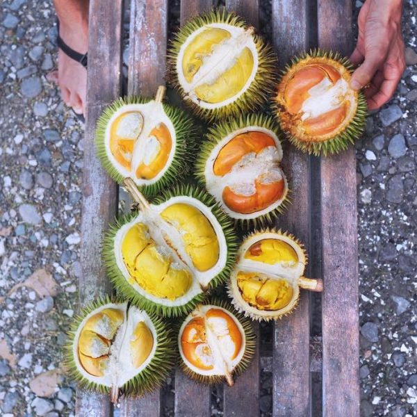 Genting Durian Festival Has 50 Tonnes Of Musang King, XO & Black Thorn ...