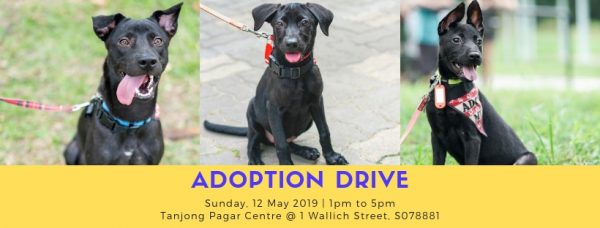 SOSD Dog Adoption Drive On 12 May Lets You Give Dogs A Fur-ever Home