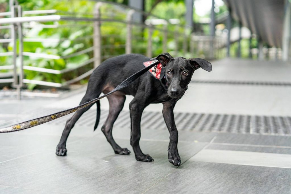 SOSD Dog Adoption Drive On 12 May Lets You Give Dogs A Fur-ever Home
