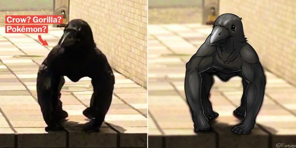 'Gorilla Crow' In Japan Freaks The Internet, But It's Actually Just ...