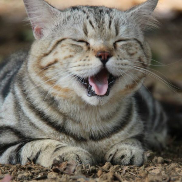 Famous M'sian Cat Jep Gets Run Over By Car He Was Napping Under ...