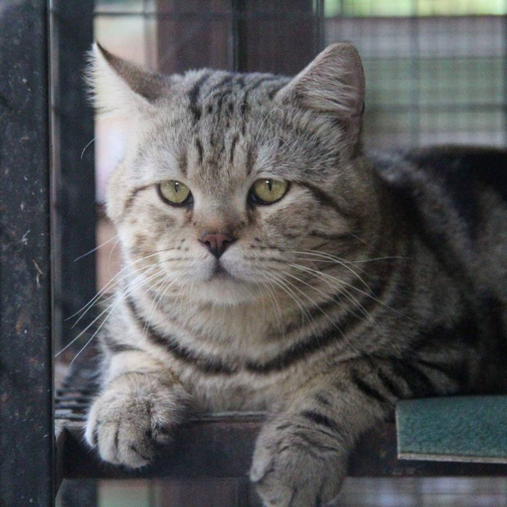 Famous M'sian Cat Jep Gets Run Over By Car He Was Napping Under ...