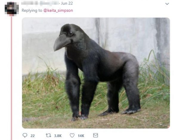 'Gorilla Crow' In Japan Freaks The Internet, But It's Actually Just ...