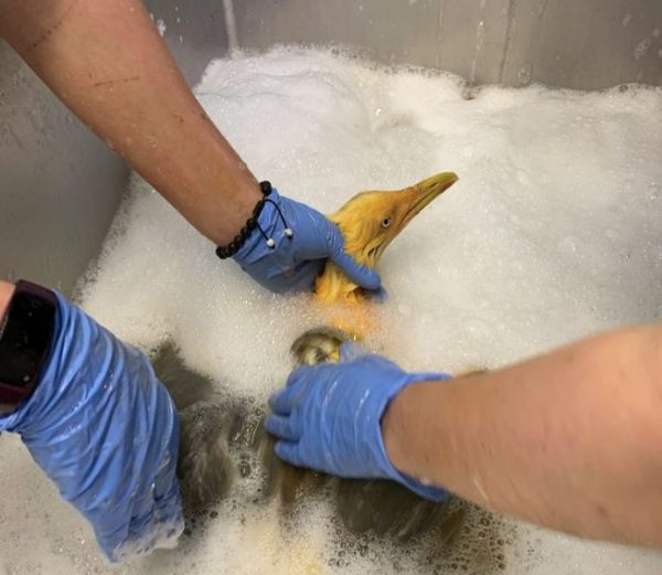 Vets In UK Save A Golden 'Exotic Bird' But Find Out It's Just A Seagull ...