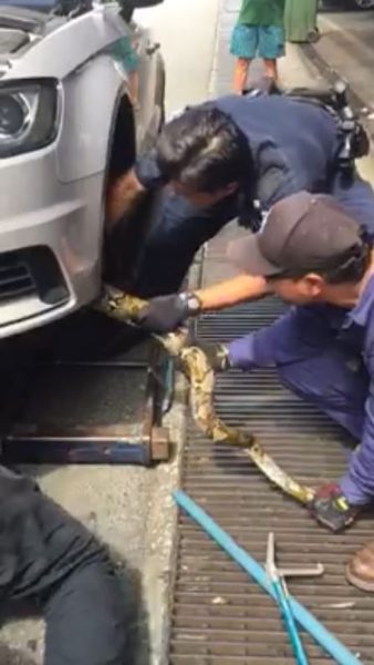 Snake Gets Stuck In Car Engine; Mechanics & S’pore Police Work Together ...