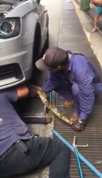 Snake Gets Stuck In Car Engine; Mechanics & S’pore Police Work Together ...