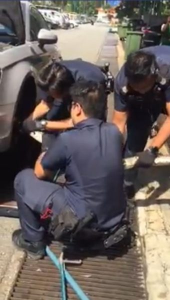 Snake Gets Stuck In Car Engine; Mechanics & S’pore Police Work Together ...