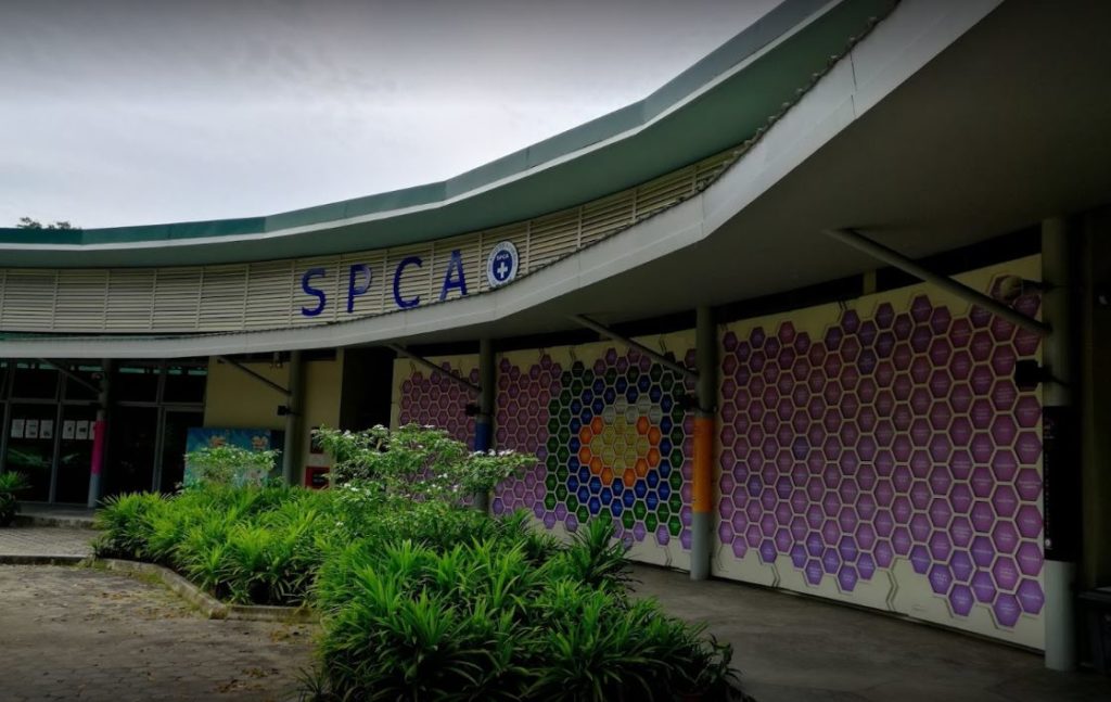 SPCA Lets You Help Their Doggos & Cats When You Buy These New EZ-Link Cards