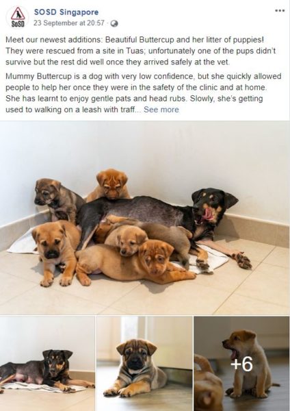 SOSD Rescues Stranded Mama Dog & 6 Pups, They're Now Healthy & Ready ...