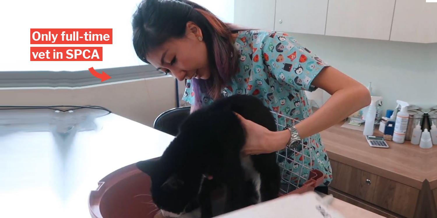 SPCA Vet Rescues Sick Senior Pets Given Up By Owners, Shares How ...