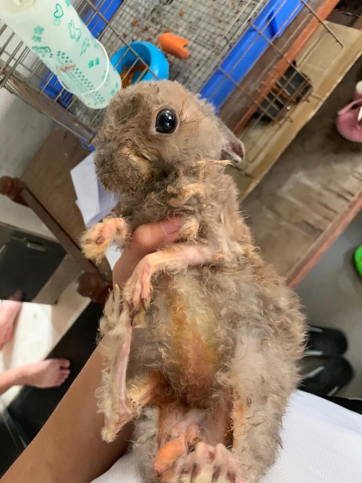 Skinny Corridor Rabbit Was Fed Only Carrots; S'pore Rescuers Name Him ...