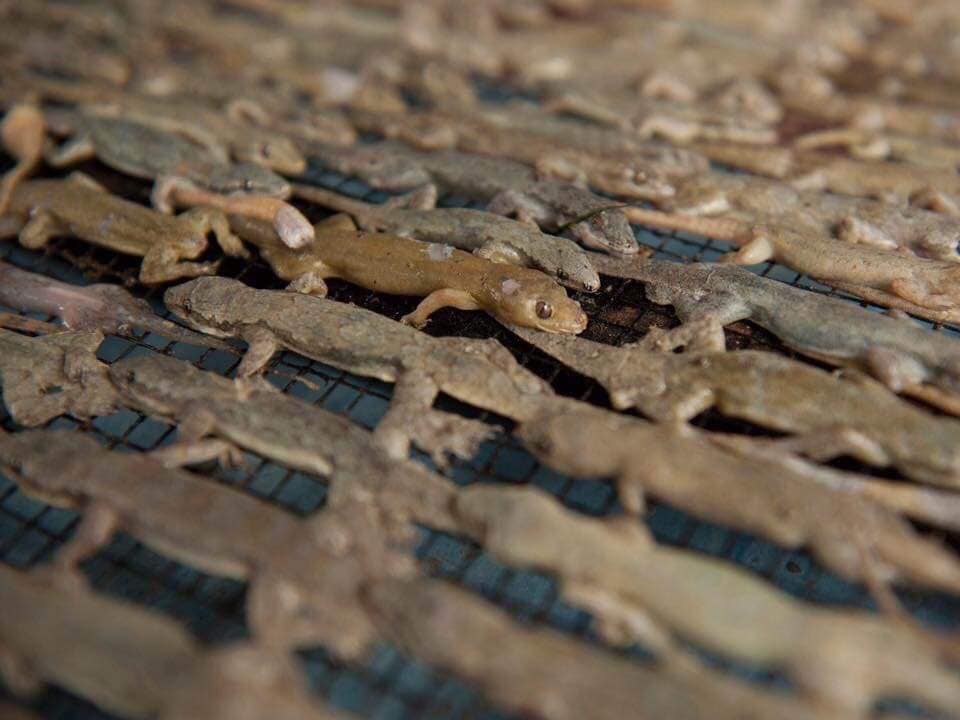 Roasted Lizard Rice Bowls In Vietnam Look Like Ikan Billis With Rice If ...