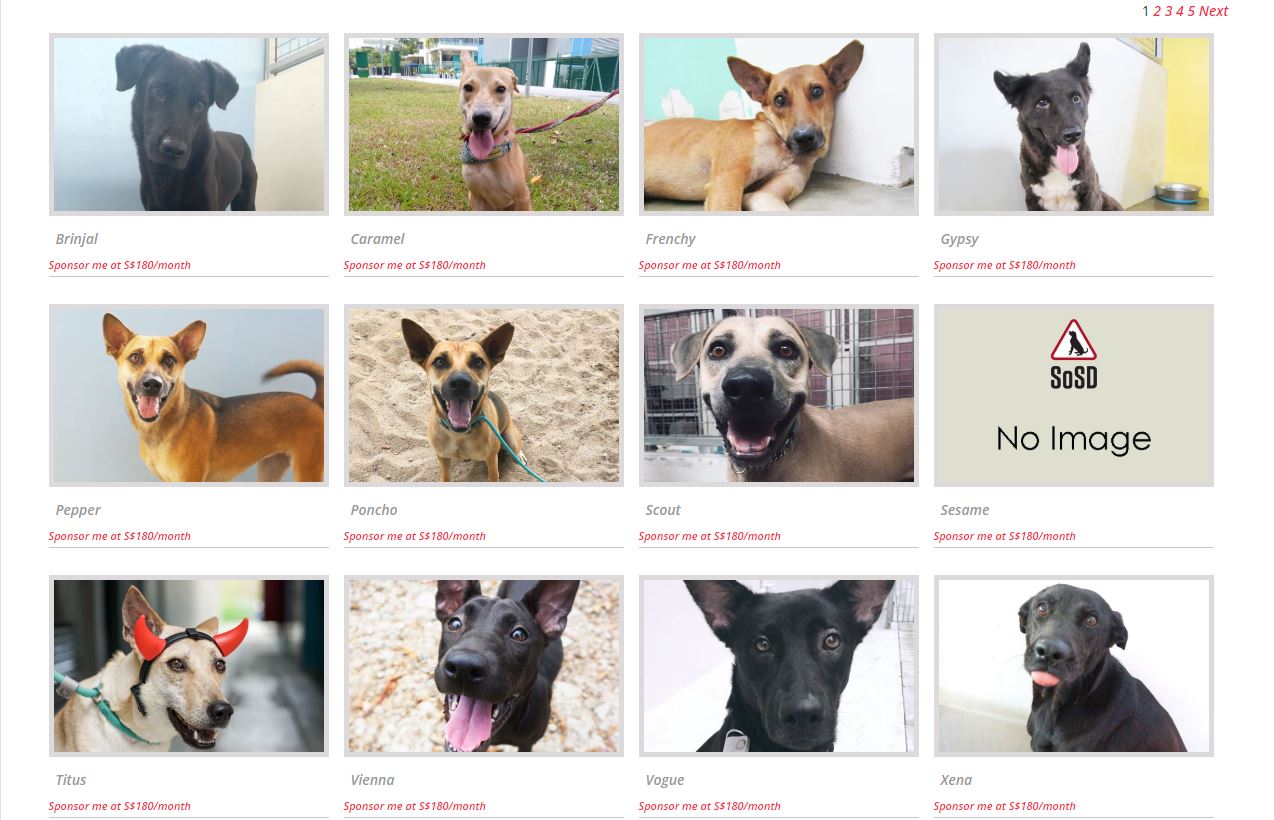 SOSD Rescues Stranded Mama Dog & 6 Pups, They're Now Healthy & Ready ...