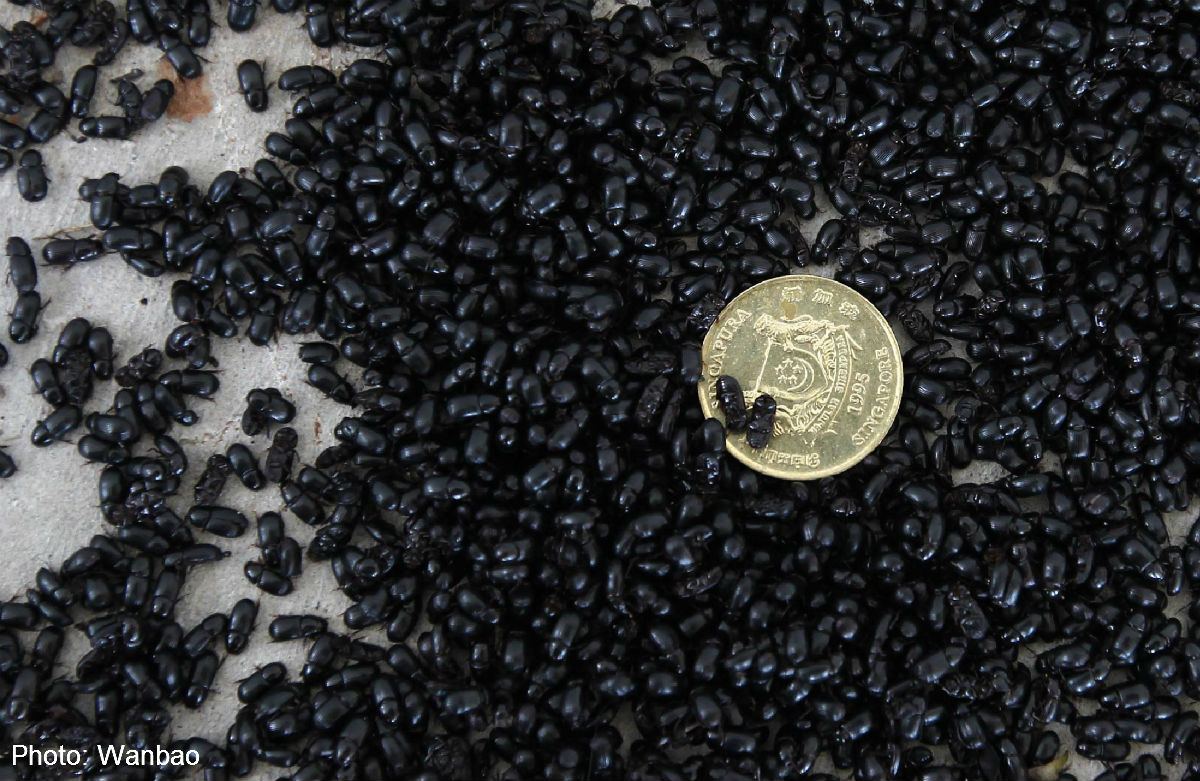 Bukit Batok Invaded By Swarms Of Black Insects, Residents Advised To ...