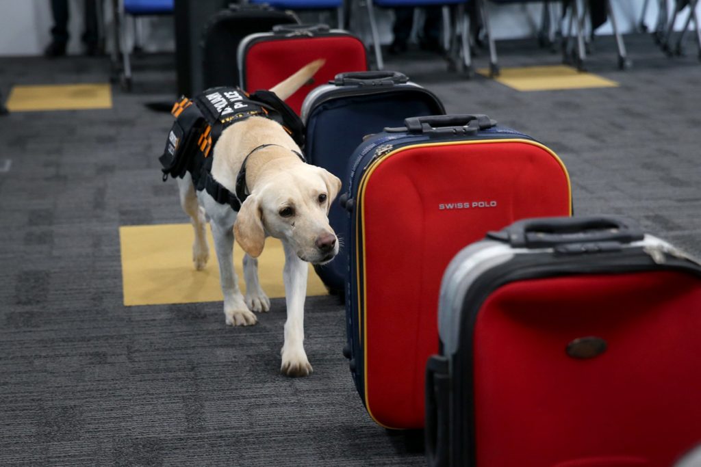 First 5 Certis K-9 Sniffer Dogs Are Ready For Action & We're Already In ...