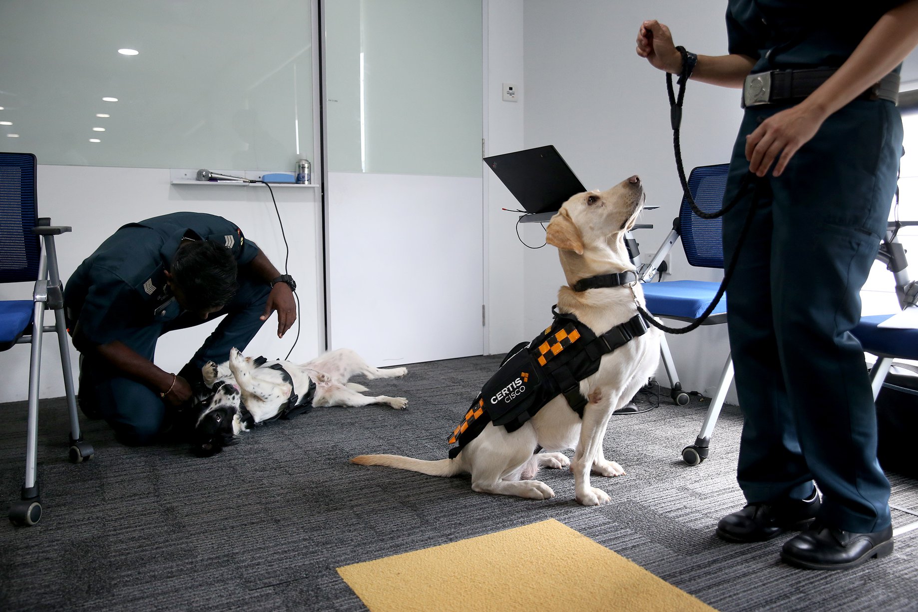 First 5 Certis K-9 Sniffer Dogs Are Ready For Action & We're Already In ...