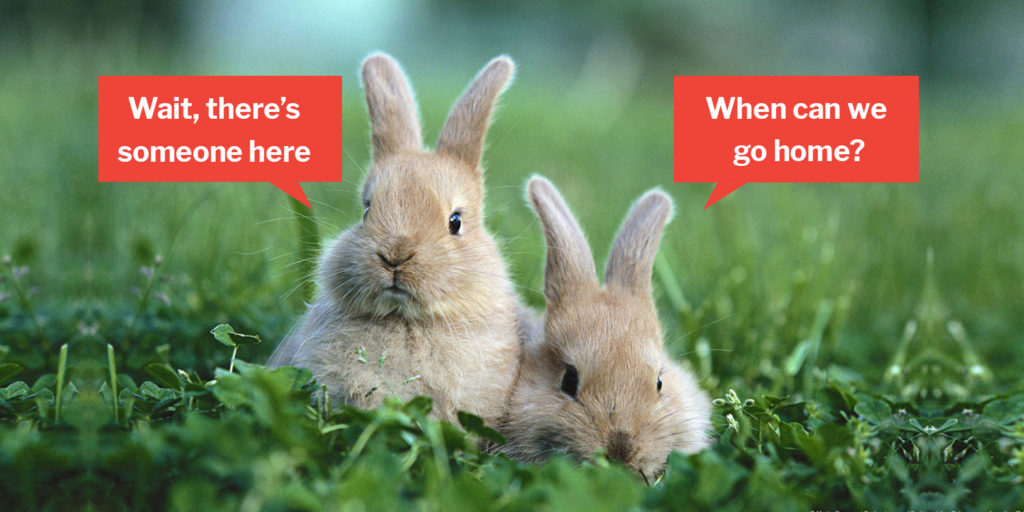 5 S'pore Rabbit Adoption Groups On Facebook Let You Give Less ...