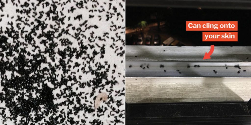 Bukit Batok Invaded By Swarms Of Black Insects, Residents Advised To ...