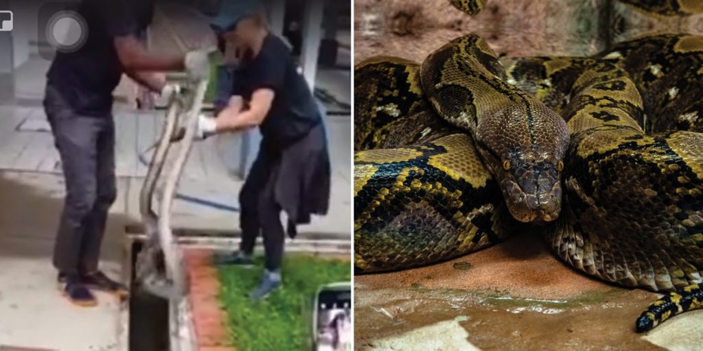 Giant Python Lepaks In Jurong West Drain & Reportedly Ingests Cat ...