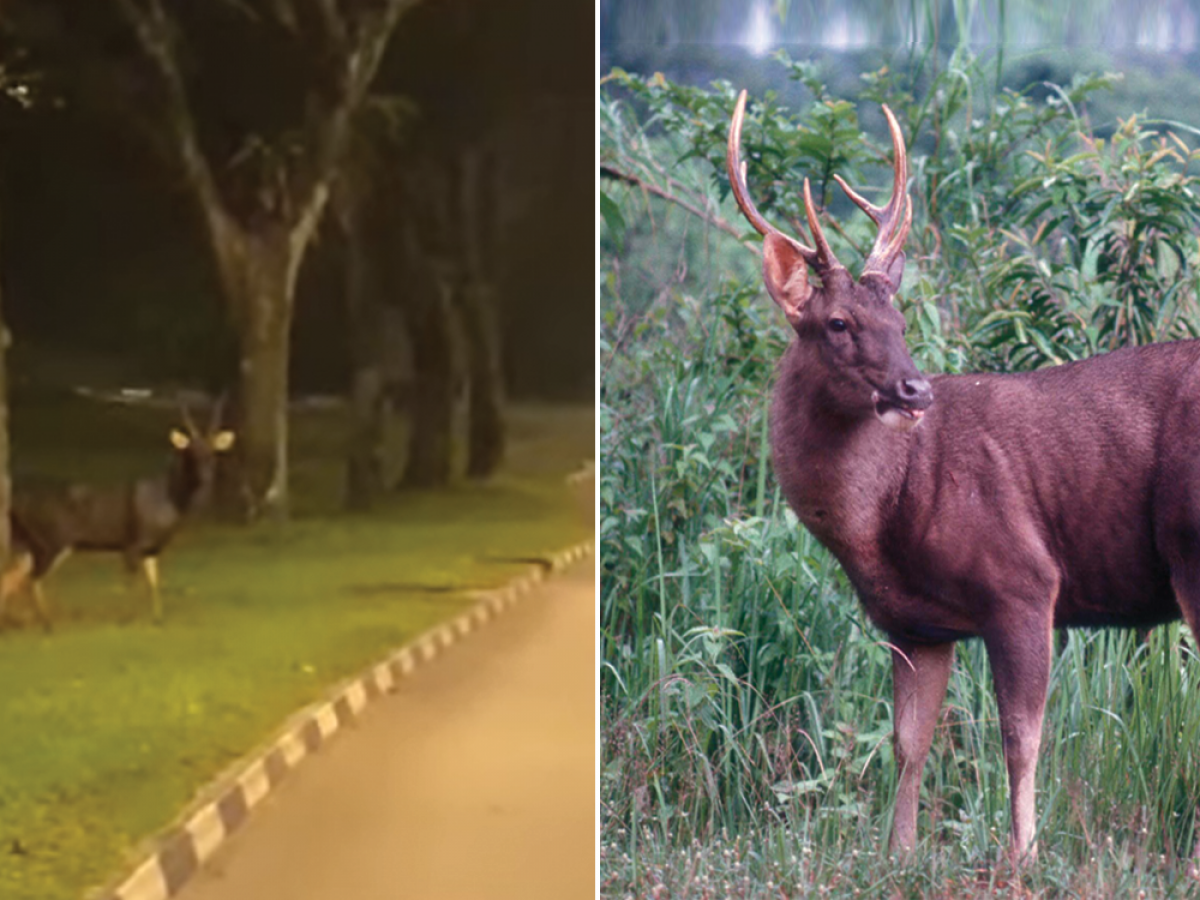 RIP to Sambar deer along BKE | Page 5 | HardwareZone Forums