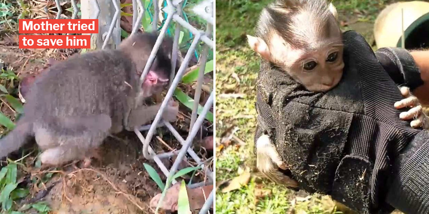 Baby Macaque In Bukit Batok Gets Head Stuck In Fence, Luckily ACRES ...