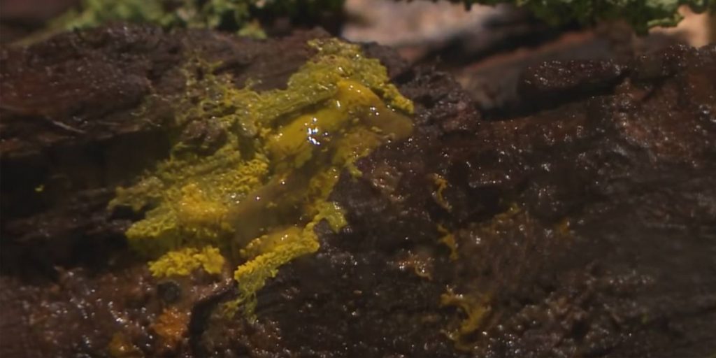 Strange Blob Organism In Paris Zoo Has 720 Sexes & No Brain, Yet Has ...