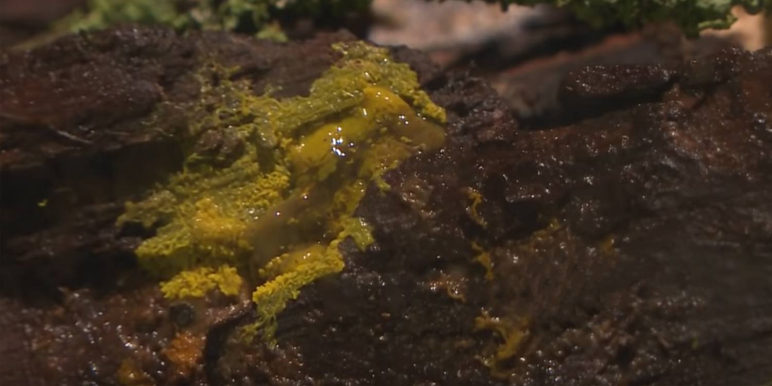 Strange Blob Organism In Paris Zoo Has 720 Sexes & No Brain, Yet Has ...