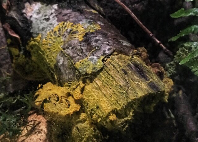 Strange Blob Organism In Paris Zoo Has 720 Sexes & No Brain, Yet Has ...