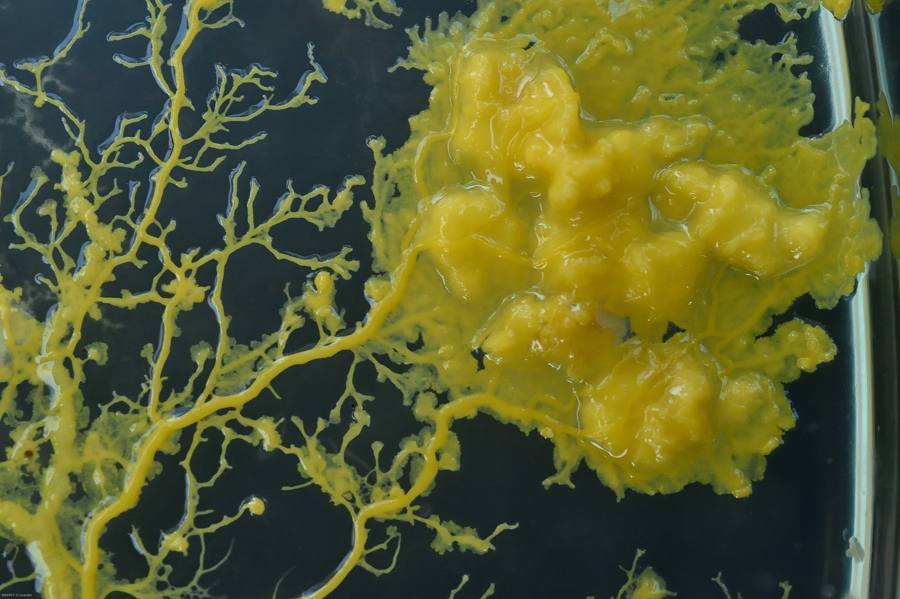 Strange Blob Organism In Paris Zoo Has 720 Sexes & No Brain, Yet Has ...