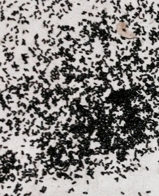 Bukit Batok Invaded By Swarms Of Black Insects, Residents Advised To ...