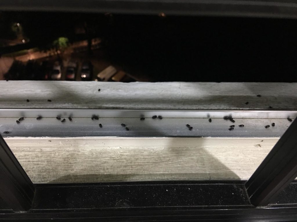 Bukit Batok Invaded By Swarms Of Black Insects, Residents Advised To ...