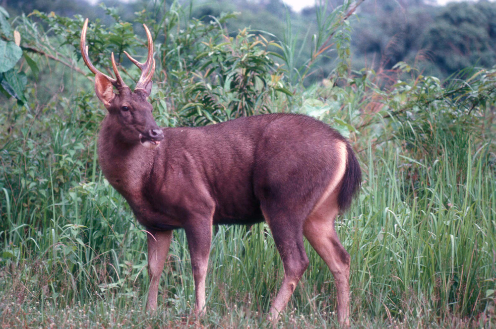 Majestic Wild Sambar Deer Spotted At Mandai Rd, So Rare It Was Thought ...
