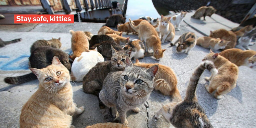 Japan Typhoon May Hit Okishima Cat Island & We're All Worried For The ...