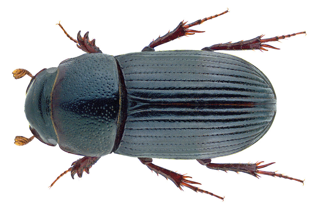 Bukit Batok Invaded By Swarms Of Black Insects, Residents Advised To ...