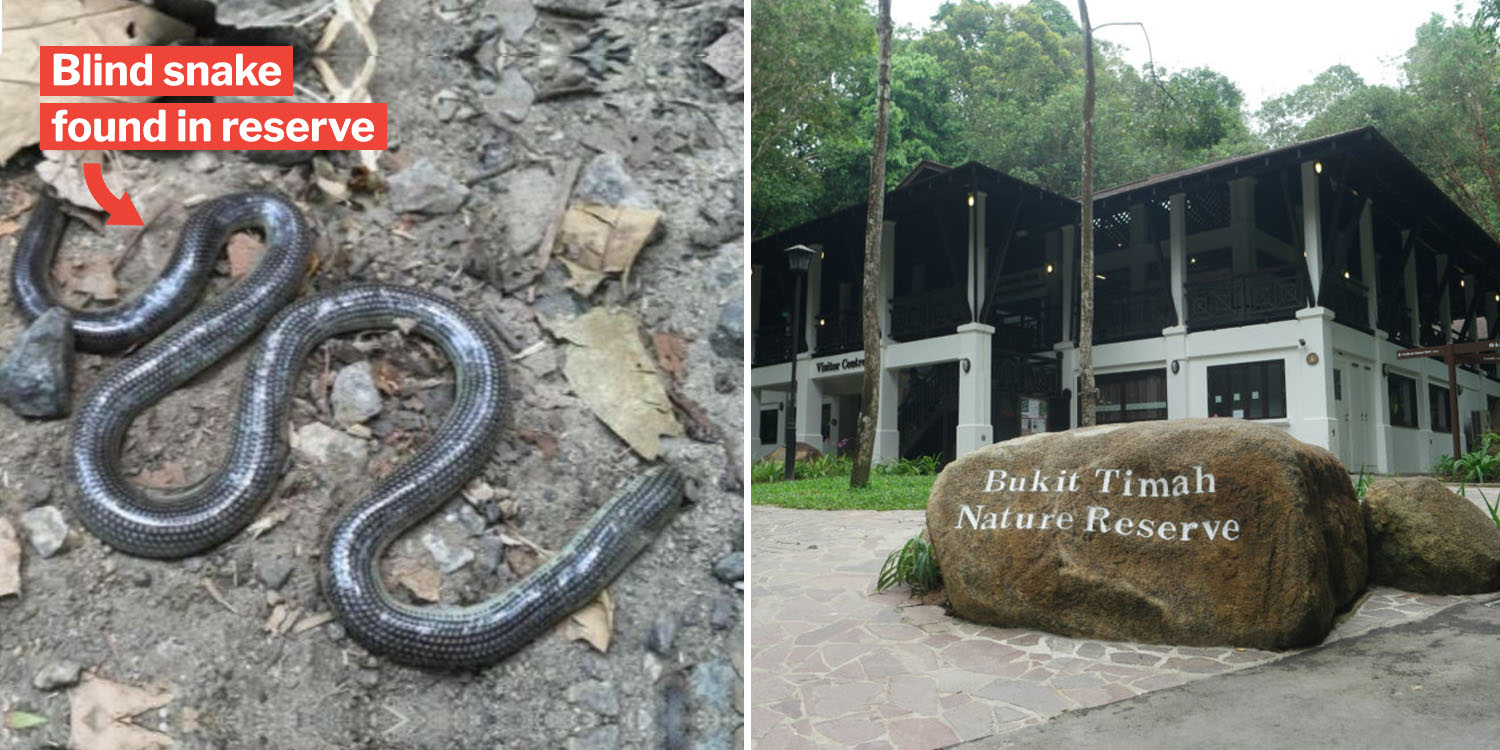 ”Extinct” S'pore Snake More Elusive Than Waldo Sighted After 172 Years ...
