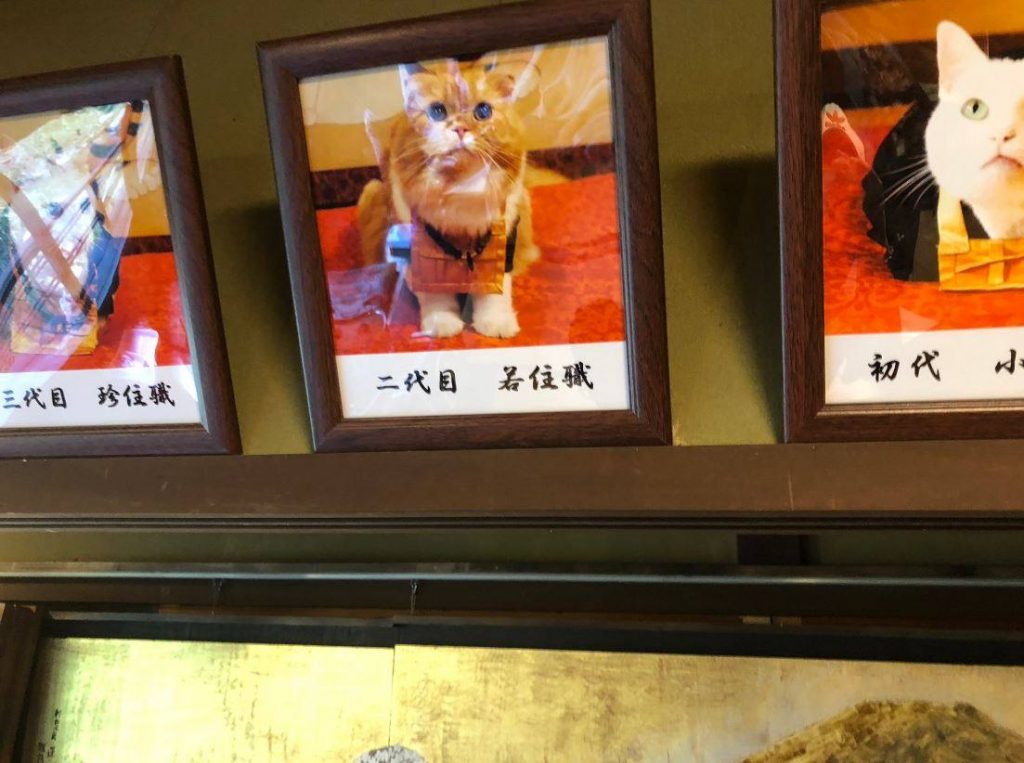 This Cat Temple In Kyoto Has Feline Monks For The Purrfect Spiritual ...