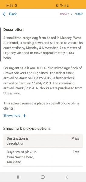 Man Tries To Rescue A Homeless Hen, Wins 1,000 Chickens For $1 By Mistake