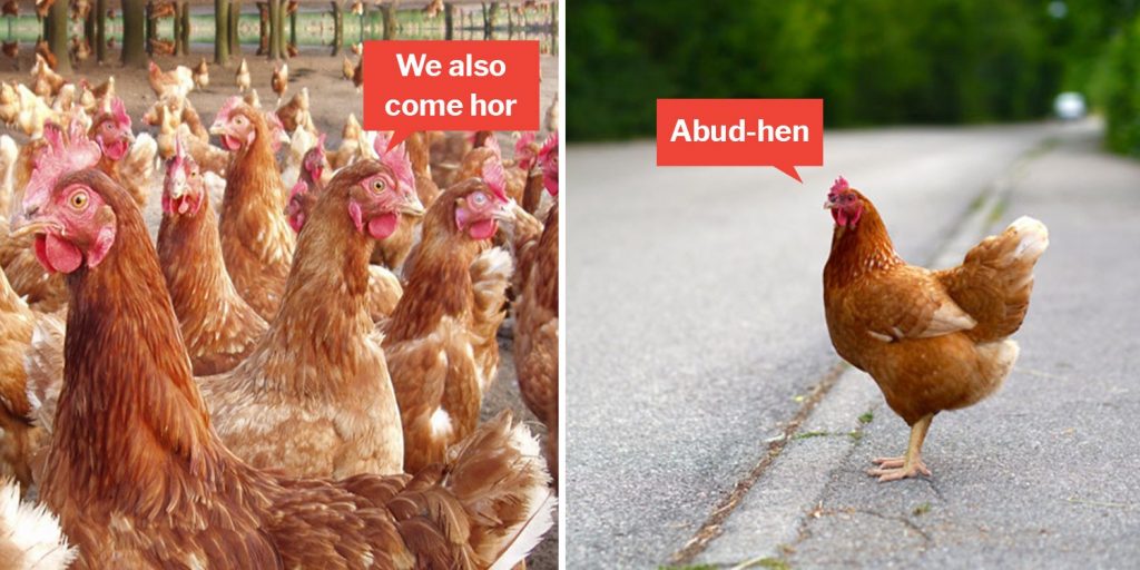 Man Tries To Rescue A Homeless Hen, Wins 1,000 Chickens For $1 By Mistake