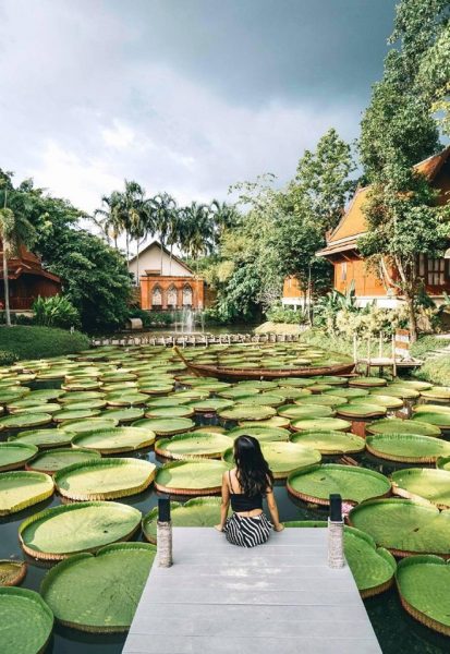 This Phuket Cafe Has A Rustic Lotus Pond For Guests To Climb Onto ...