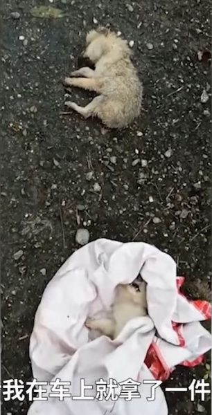 Puppy Crying For Help Beside Dying Friend Proves He's A Loyal Doggo ...