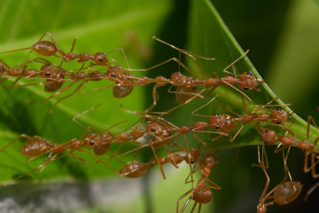 Singapore Ants Exhibition Lets You See The Queen & Its Colonies Up ...