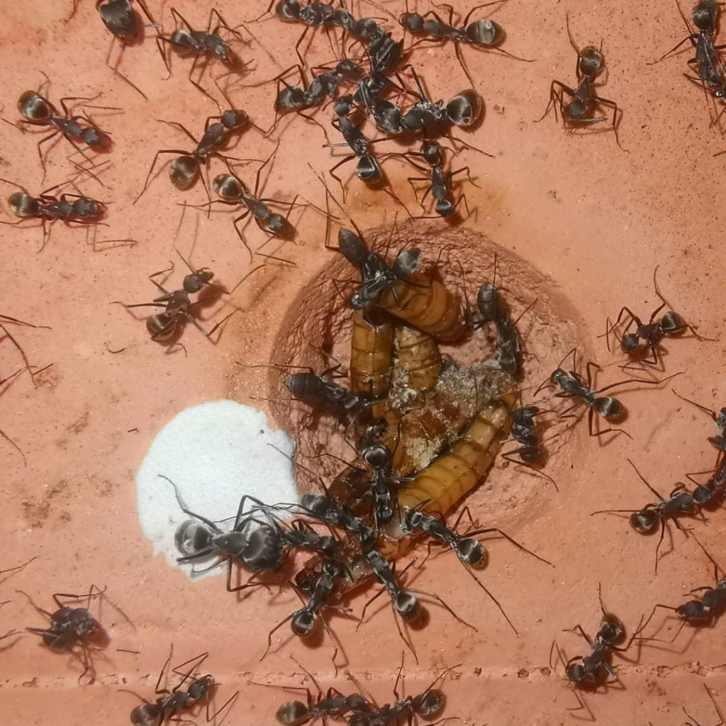 Singapore Ants Exhibition Lets You See The Queen & Its Colonies Up ...